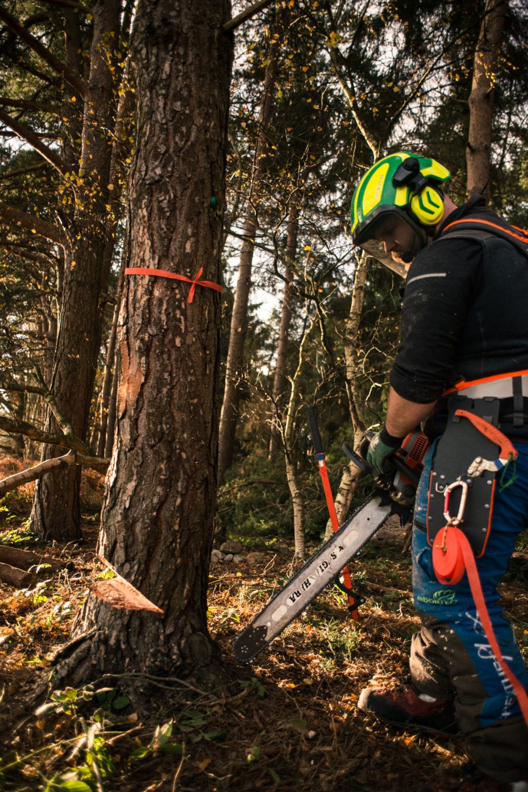 About York Tree Surgeons - Trident Tree Works