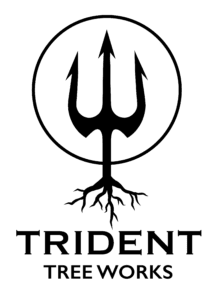 What's a Pollard? A Straightforward Guide - Trident Tree Works