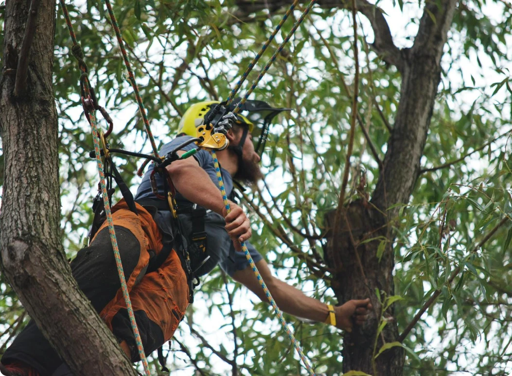 Expert Tree Services & Removal | Trident Tree Works