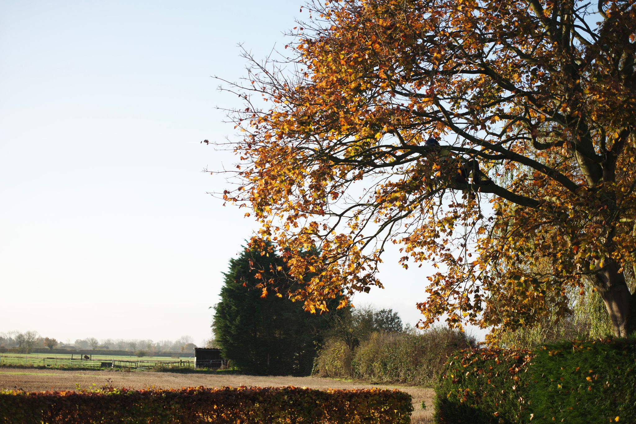 Tree Pruning York - Trident Tree Works